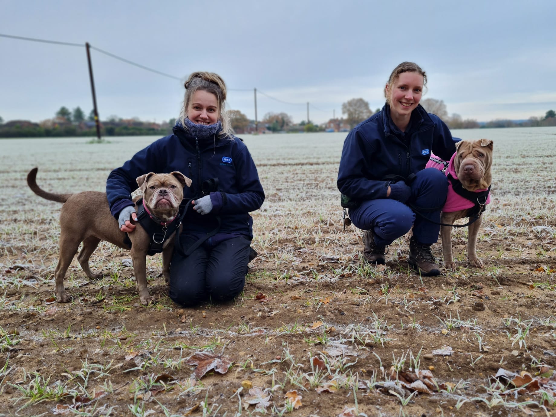 Meet the dogs we have in our care - RSPCA Suffolk Central