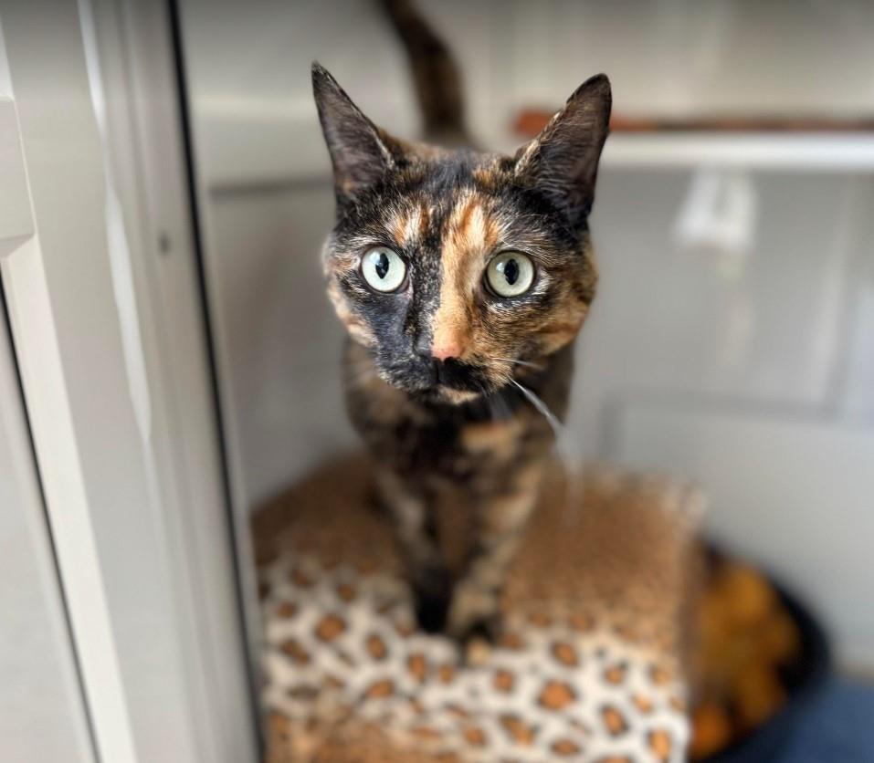 Meet the cats we have in our care - RSPCA Suffolk Central